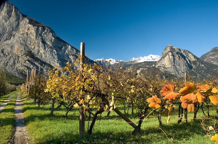 Pisoni Grappe - Vianello Wines